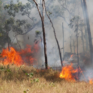 bushfire - Child Safety Hub